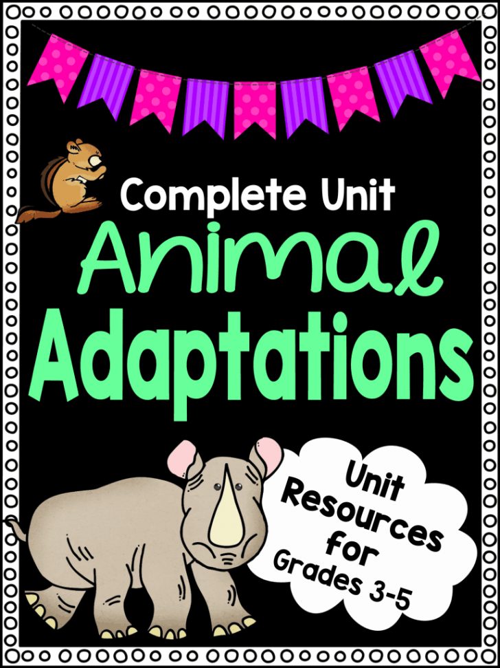 Animal Adaptations Worksheet Unit Plan For Teachers | Free Printable ...