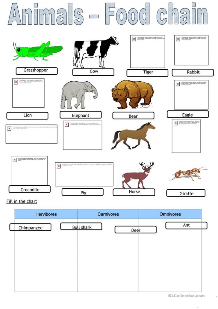 Animals - Food Chain Worksheet - Free Esl Printable Worksheets Made ...